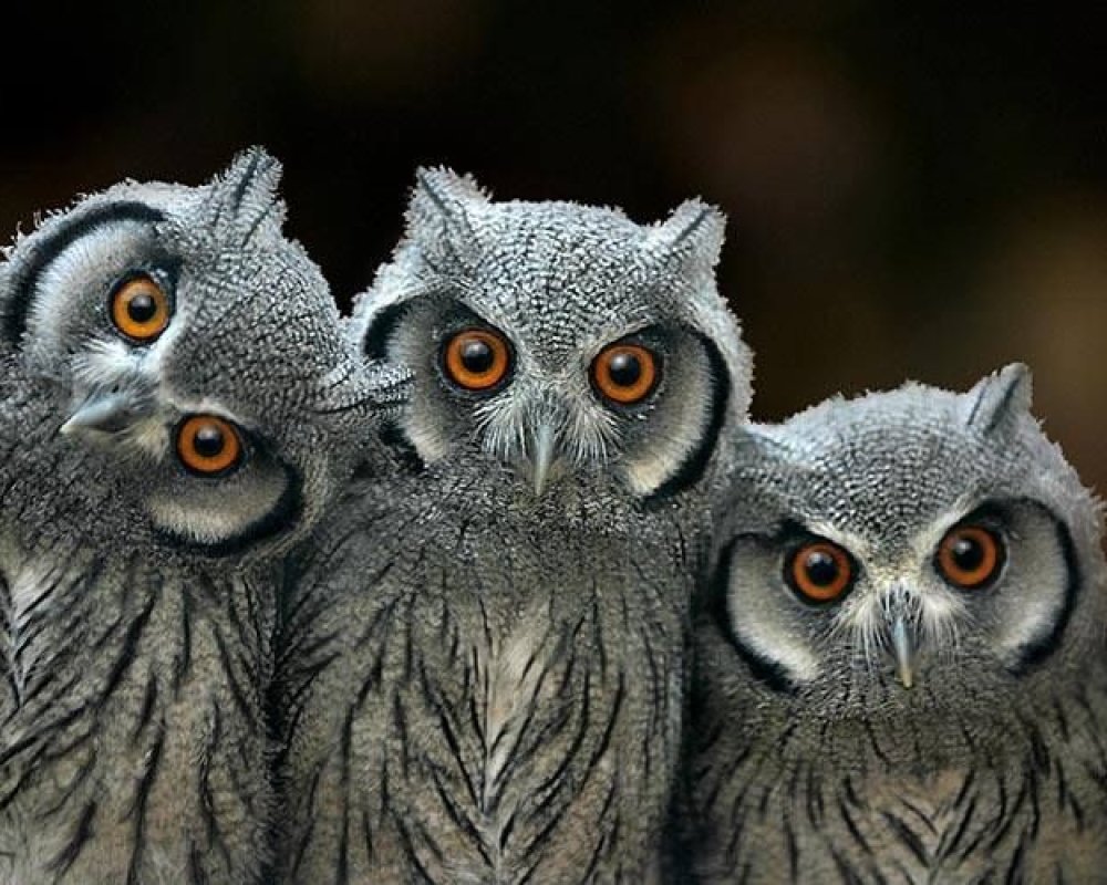 Colorful Owl Trio Perched in Dark Setting | Deep Dream Generator