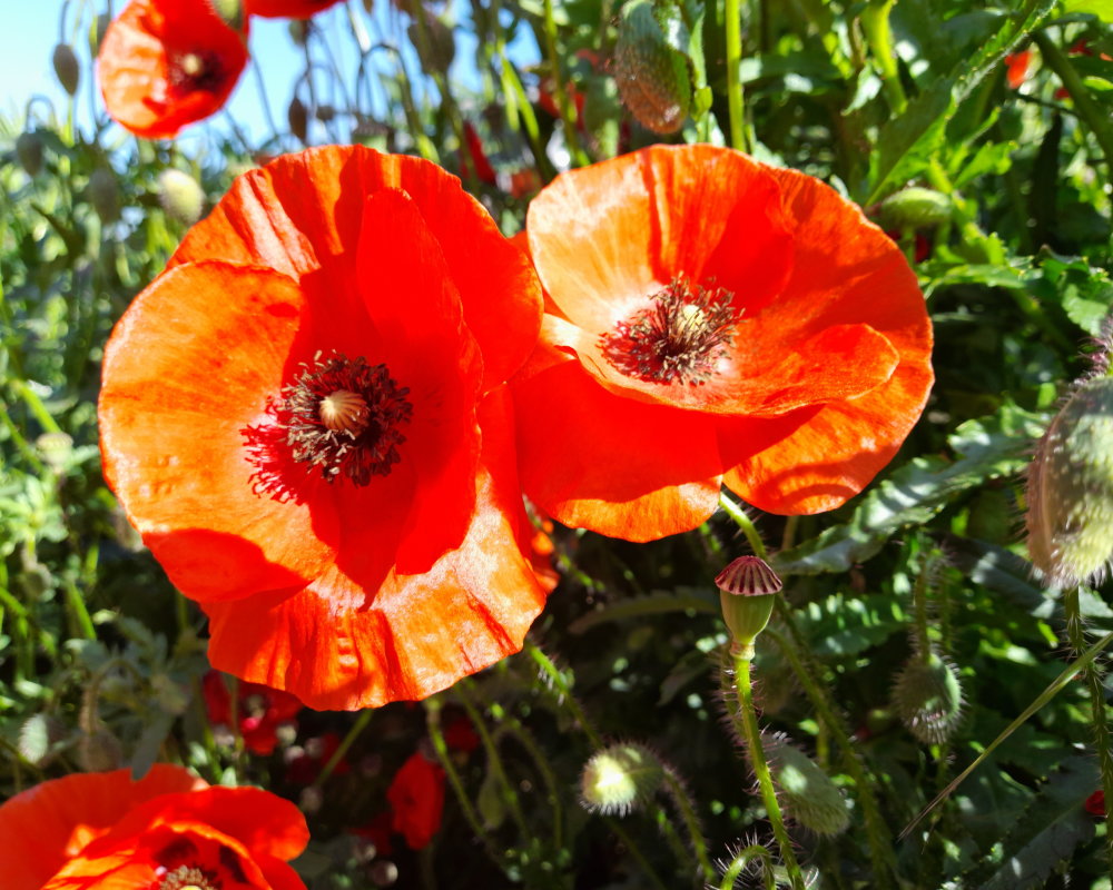 Red Poppies | Deep Dream Generator