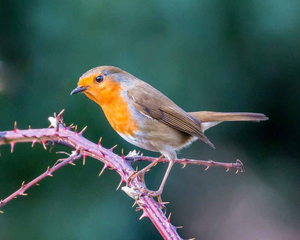 Colorful robin on pink thorny branch with green backdrop | Deep Dream ...