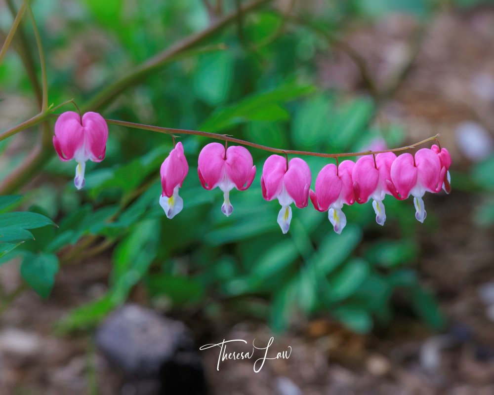 Bleeding Hearts | Deep Dream Generator