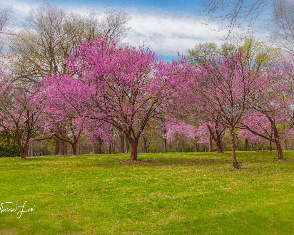 Vibrant watercolor painting of blooming garden path with pink trees and ...