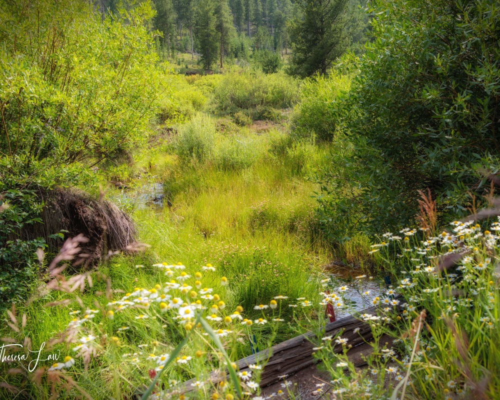 Meadow Stream | Deep Dream Generator